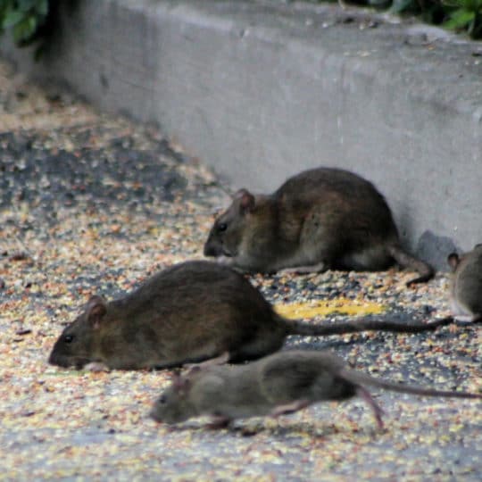 Pest Rat Control | Rodent Control Chennai